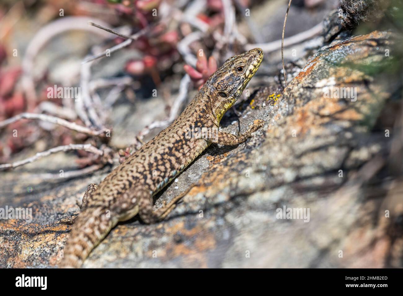 Common wall lizard (Podarcis muralis Stock Photo - Alamy
