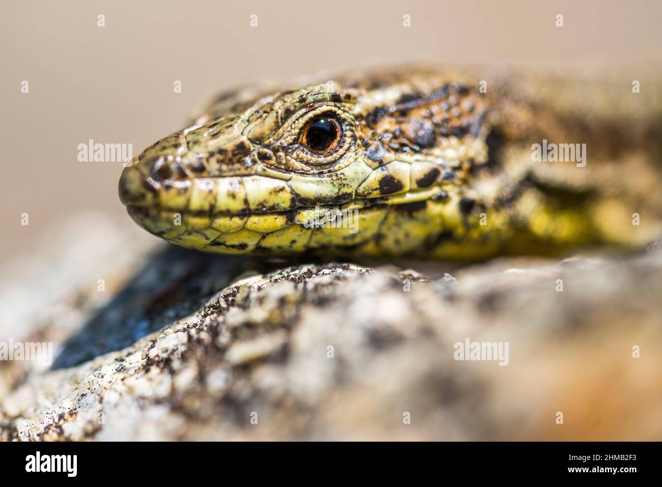 Common wall lizard (Podarcis muralis Stock Photo - Alamy
