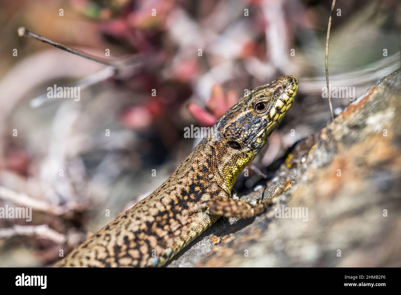 Common wall lizard (Podarcis muralis Stock Photo - Alamy
