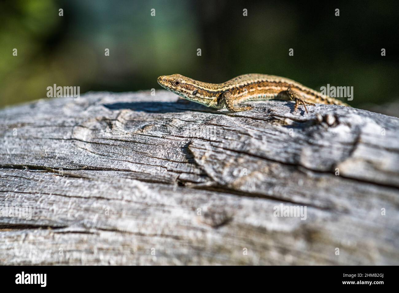 Common wall lizard (Podarcis muralis Stock Photo - Alamy