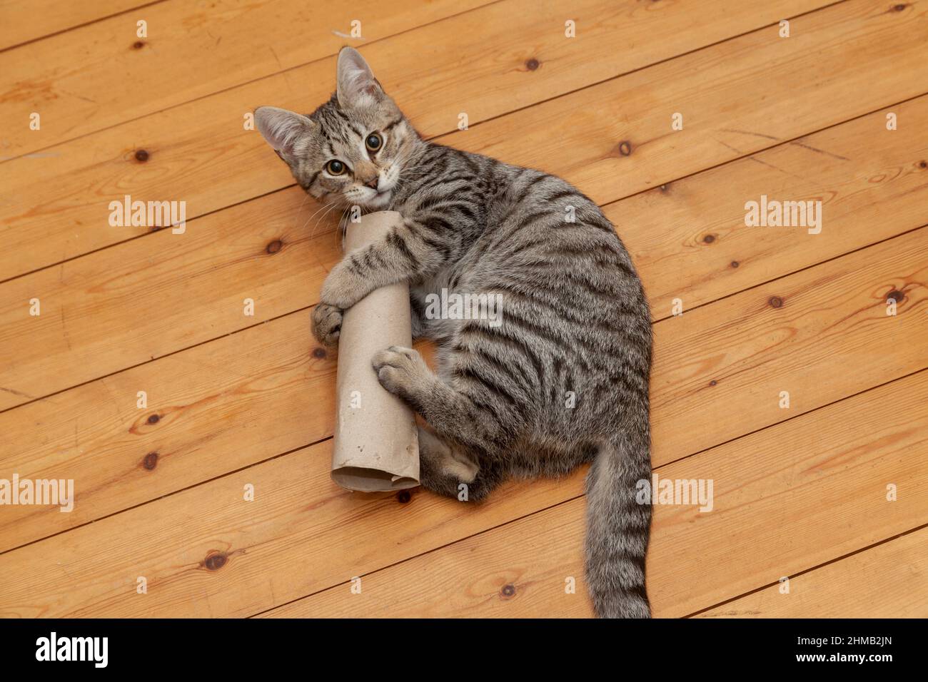 Cardboard in paws hi-res stock photography and images - Alamy