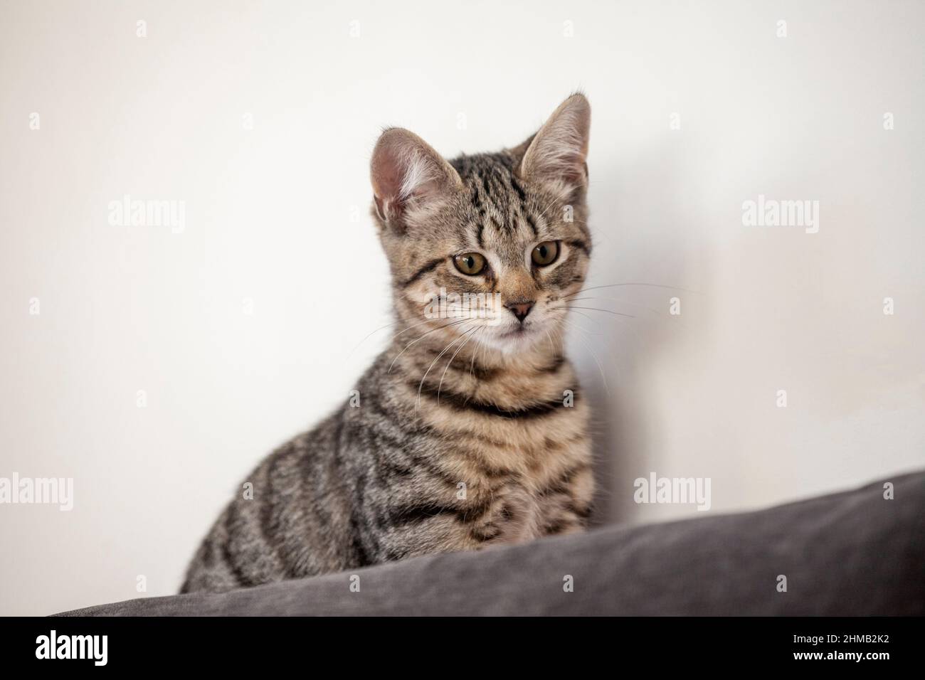 Six month old kitten hi-res stock photography and images - Alamy