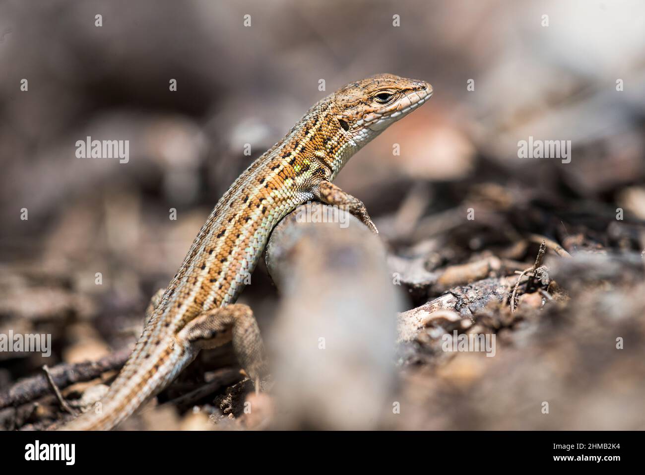 East iberian sand racer hi-res stock photography and images - Alamy