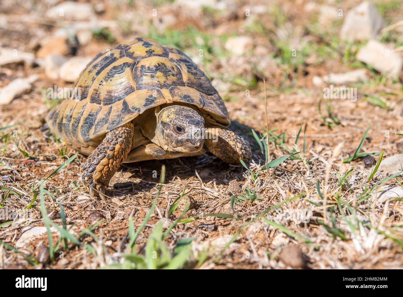 Young hermanns tortoise hi-res stock photography and images - Alamy