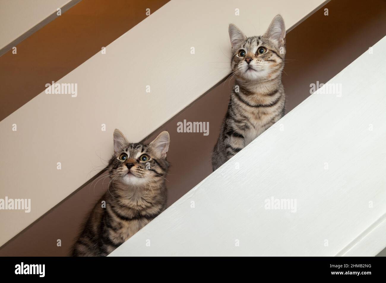 Kittens with stairs hi-res stock photography and images - Alamy