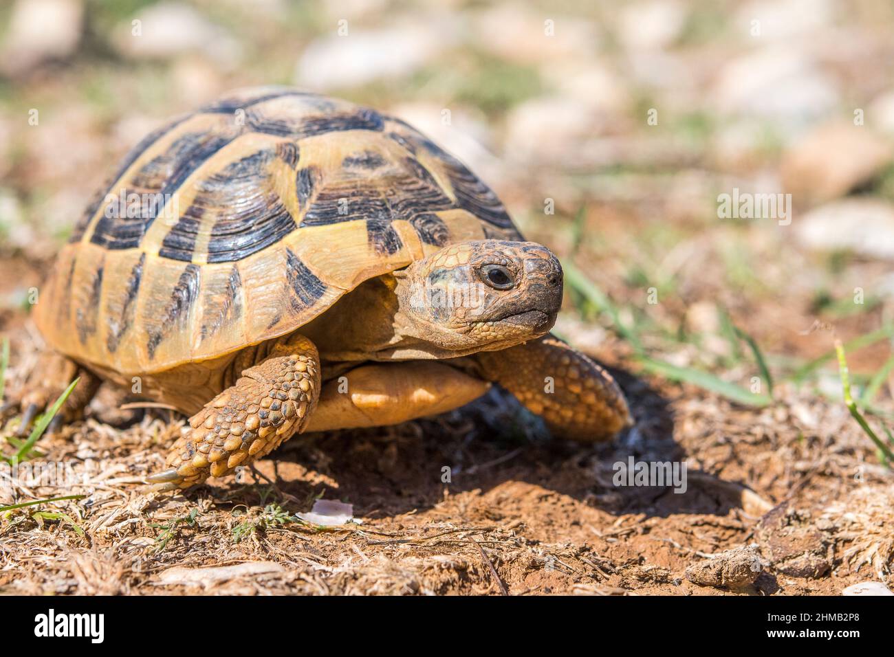 Hermann's tortoise (Testudo hermanni Stock Photo - Alamy
