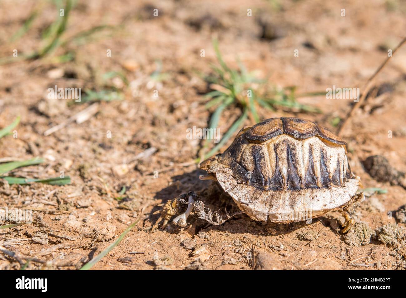 Hermanns tortoise testudo hermanni in hi-res stock photography and ...