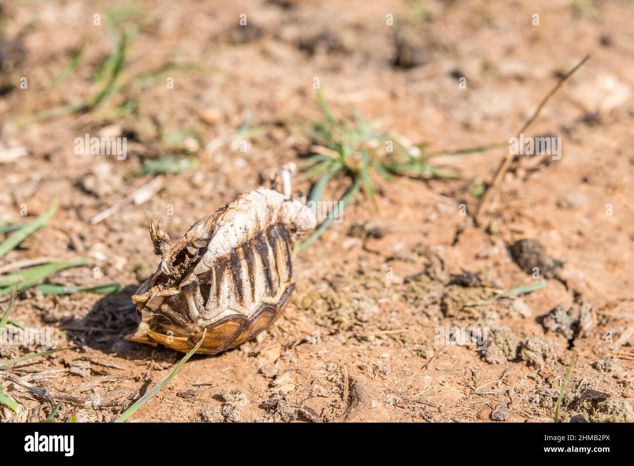 Hermann's tortoise (Testudo hermanni), shell and carcass of a young ...
