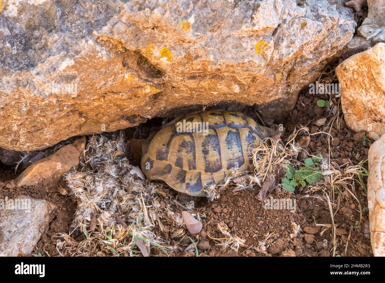 Hermann's tortoise (Testudo hermanni), hides under a stone Stock Photo ...
