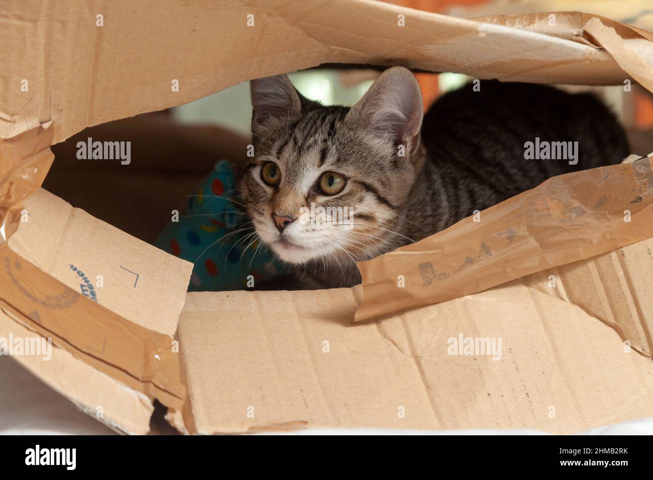 One kitten inside a cardboard box looking out Stock Photo - Alamy