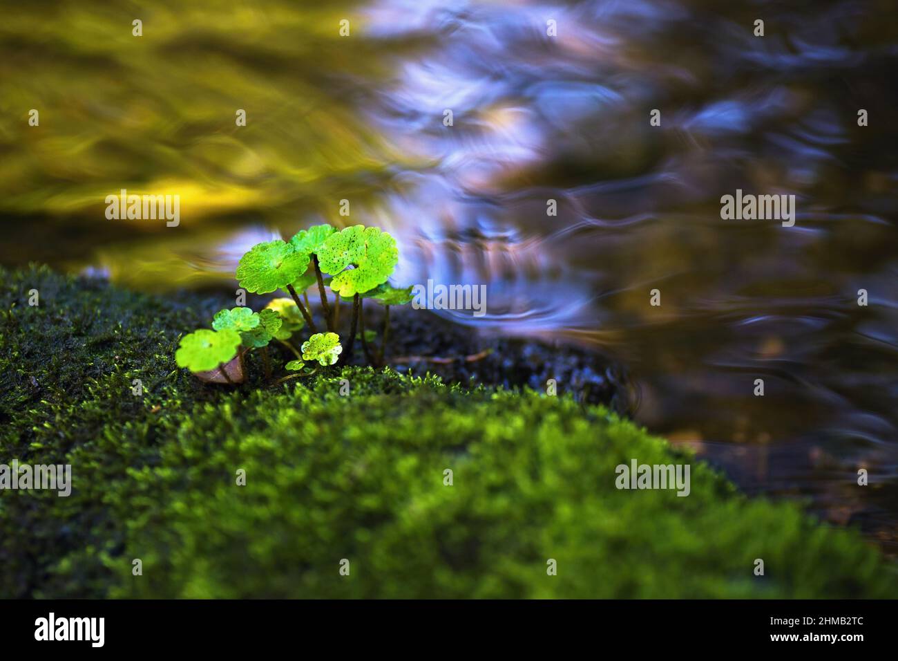 Fresh green moist-loving plant grows in wet moss on river bank, nice ...