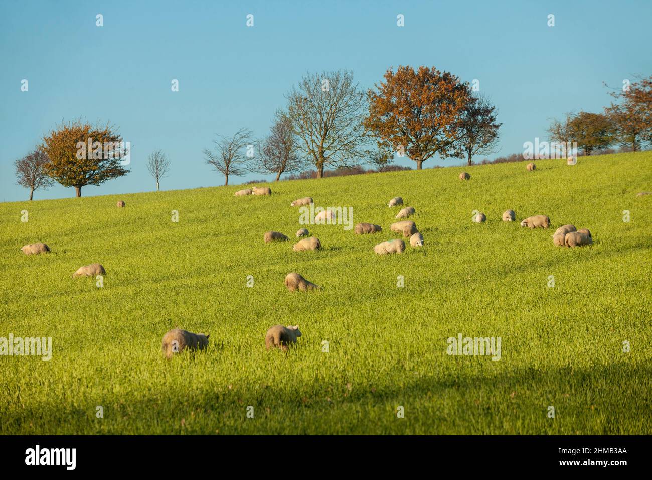 sheep in crop field Stock Photo - Alamy
