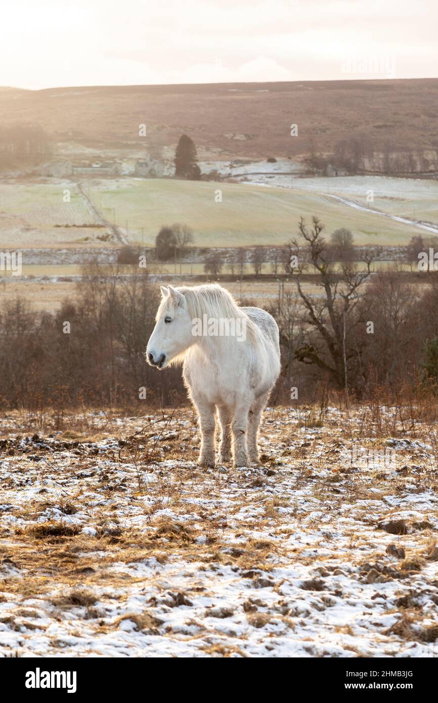 Horse on snowy winter hi-res stock photography and images - Alamy