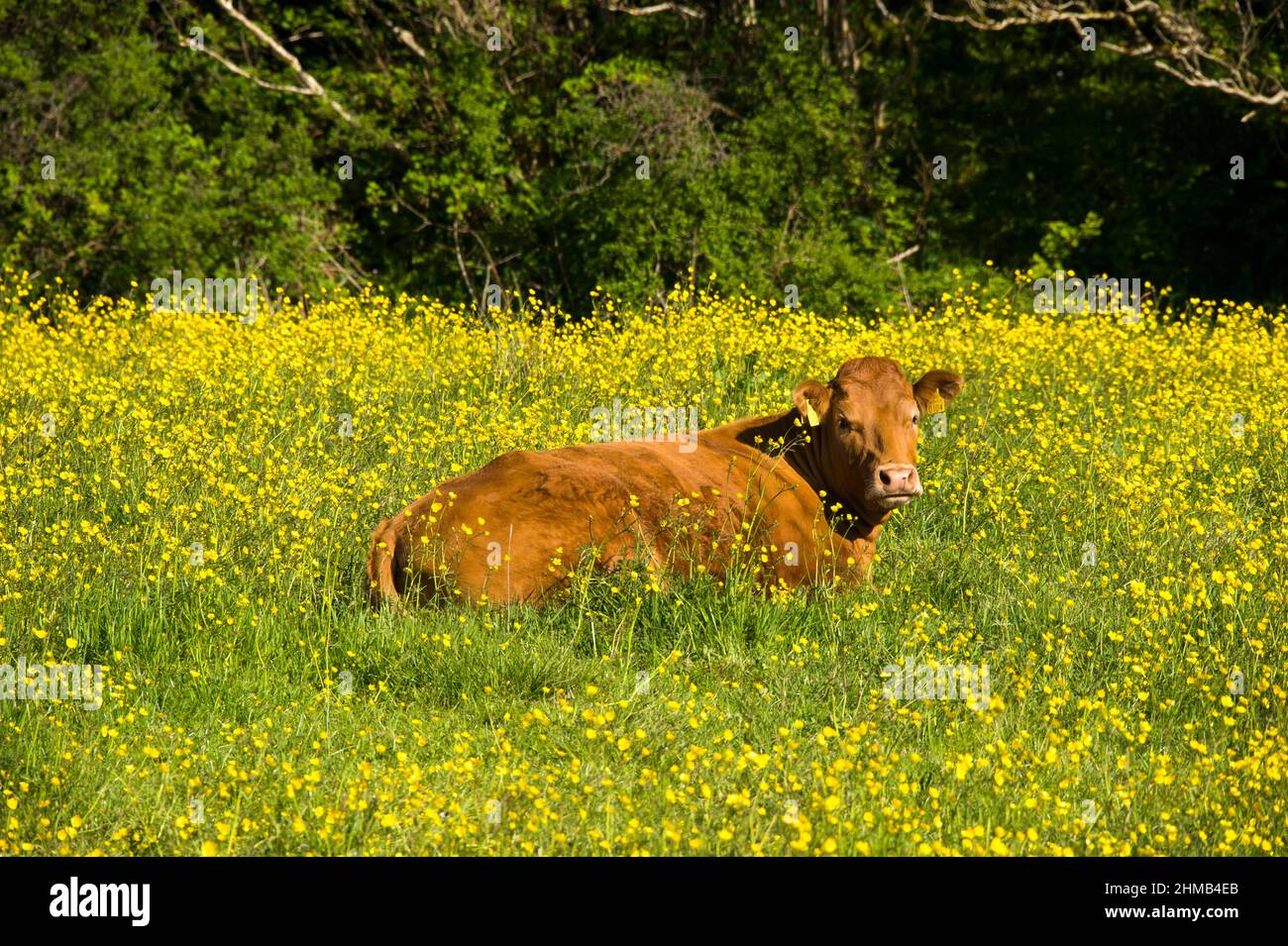 Donegal spring in ireland hi-res stock photography and images - Alamy