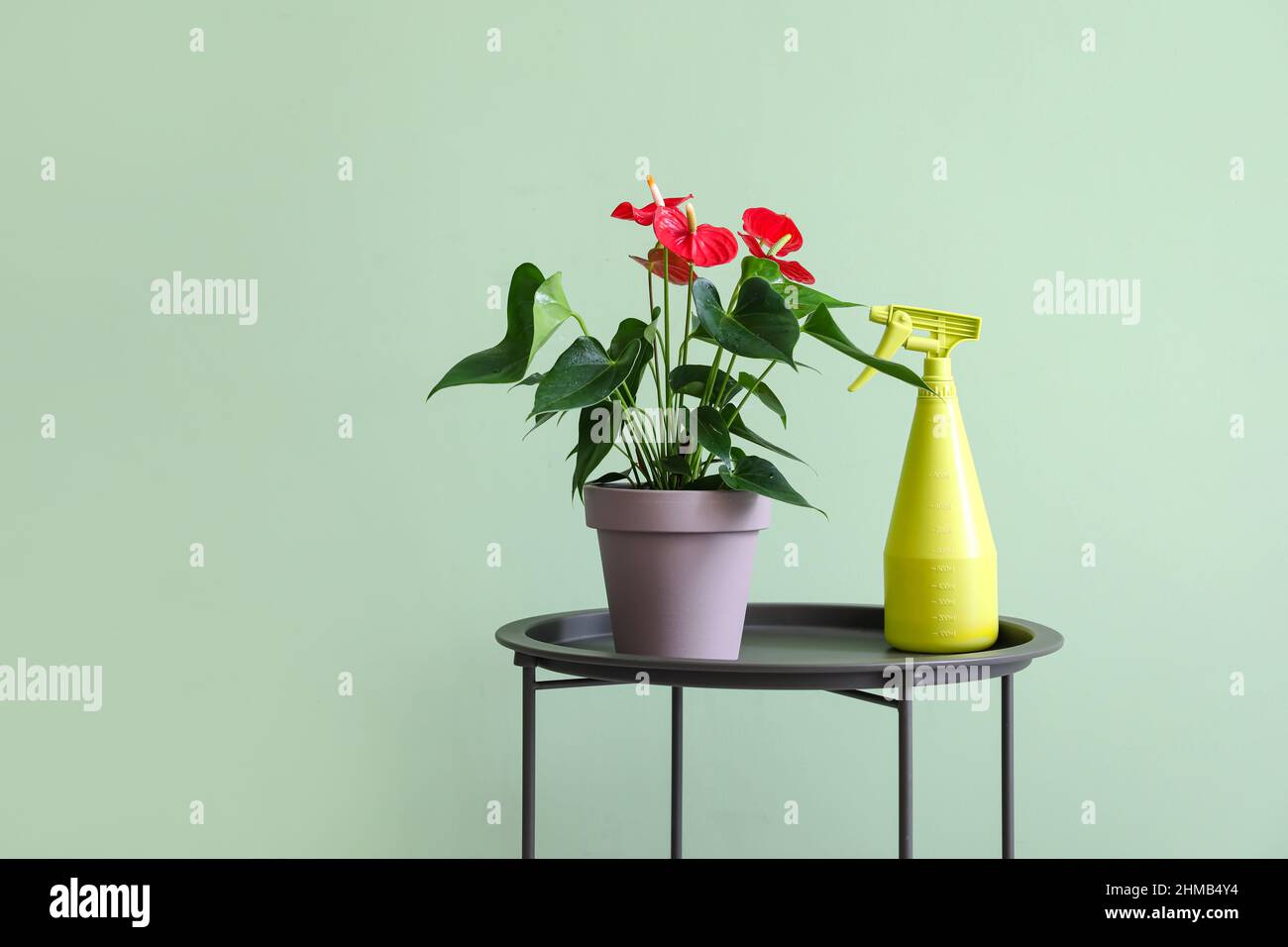 Table with Anthurium flower and spray bottle on color background Stock ...
