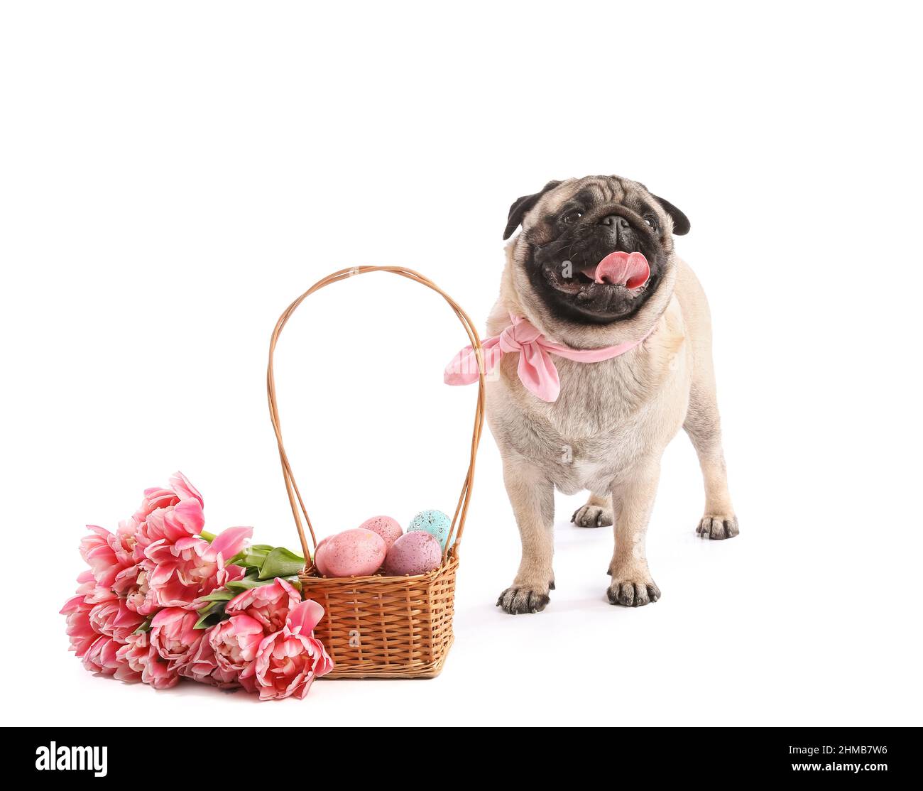Funny pug dog with Easter eggs in basket and tulip flowers on white ...