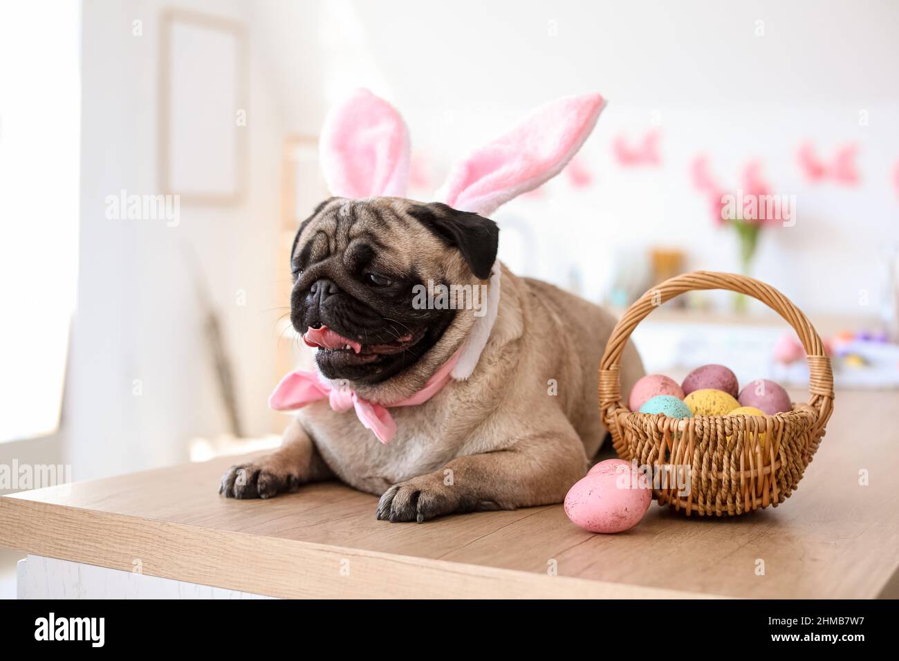 Funny pug dog with bunny ears and Easter eggs in kitchen Stock Photo ...
