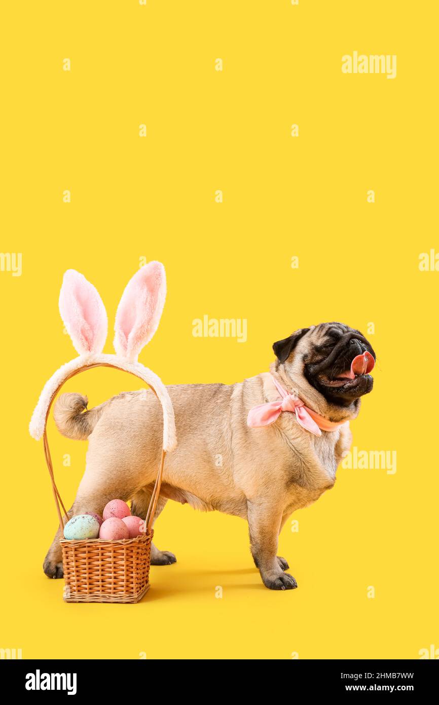 Funny pug dog with bunny ears and Easter eggs in basket on color ...