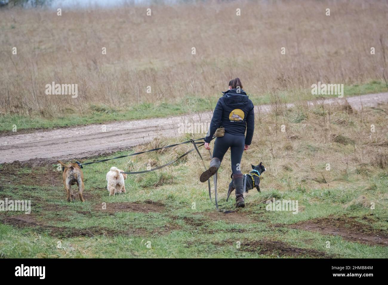 professional lady dog walker with three different dog breeds on leads ...