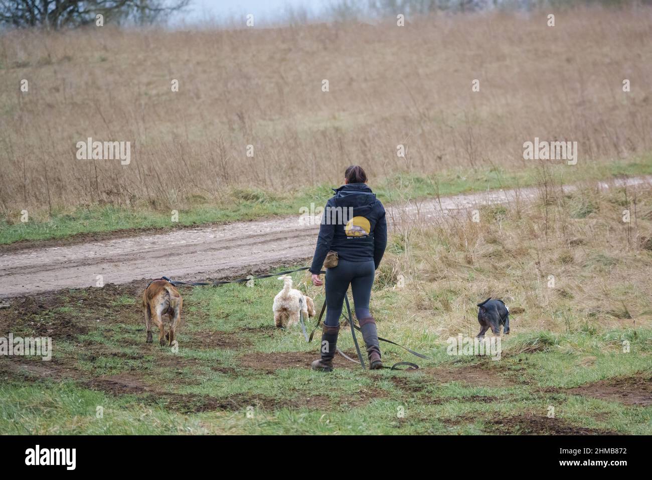 professional lady dog walker with three different dog breeds on leads ...