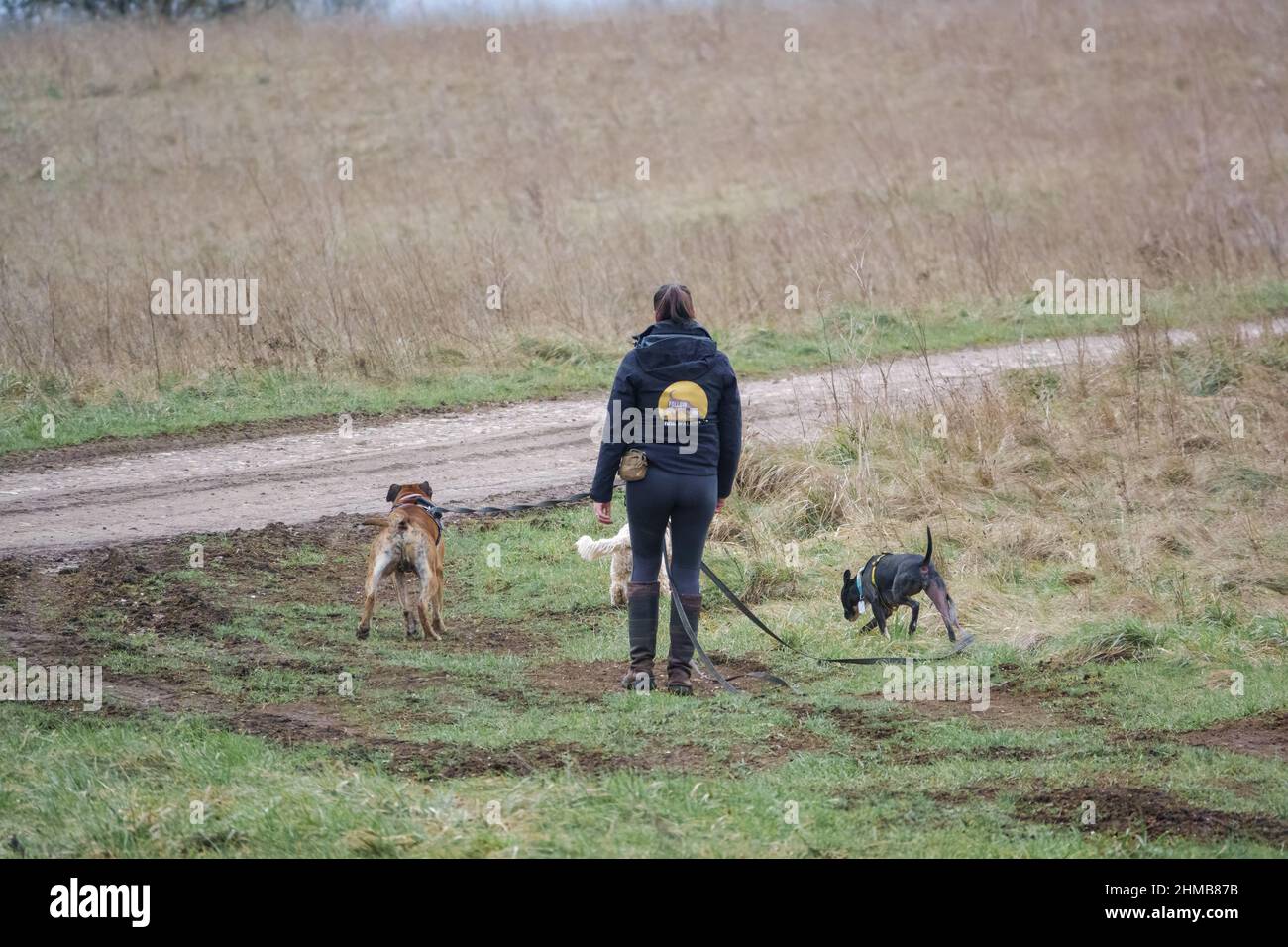 professional lady dog walker with three different dog breeds on leads ...