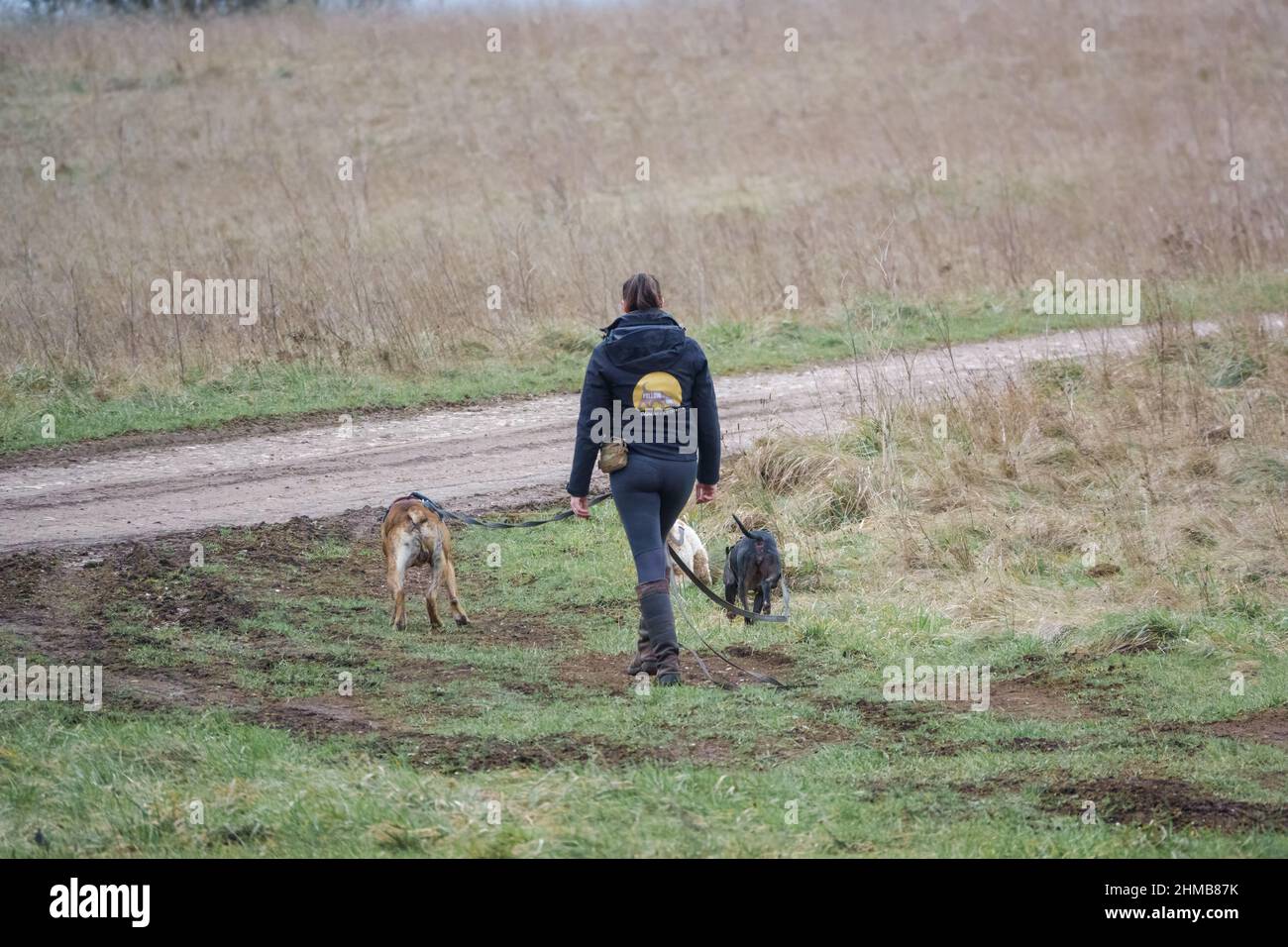 professional lady dog walker with three different dog breeds on leads ...
