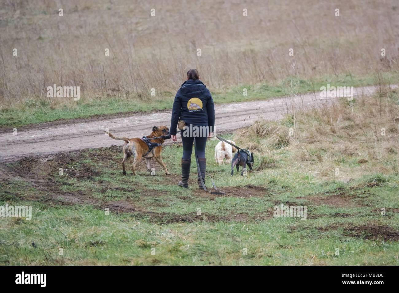 professional lady dog walker with three different dog breeds on leads ...
