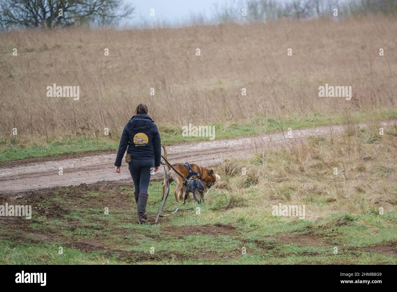 professional lady dog walker with three different dog breeds on leads ...