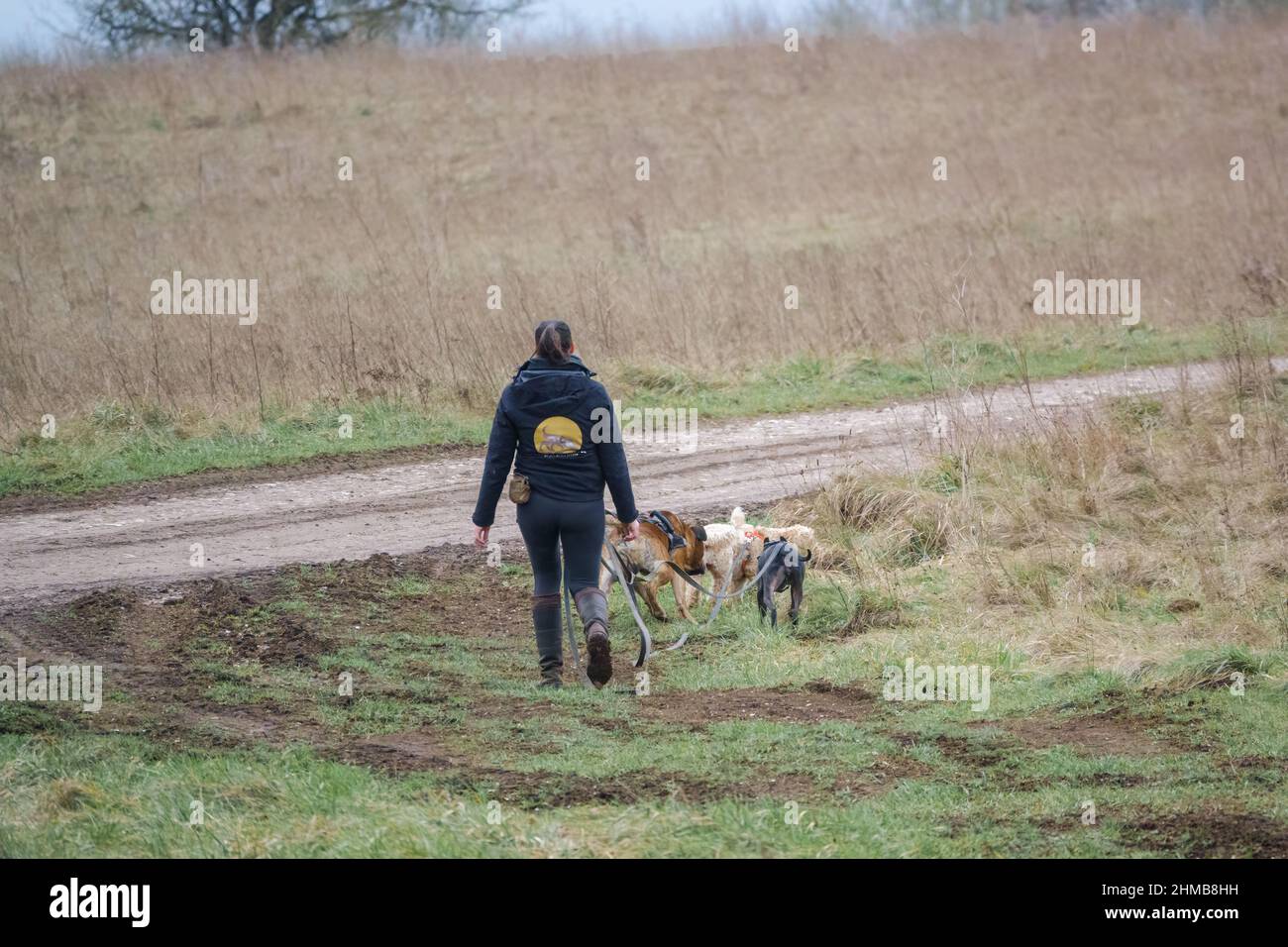 professional lady dog walker with three different dog breeds on leads ...