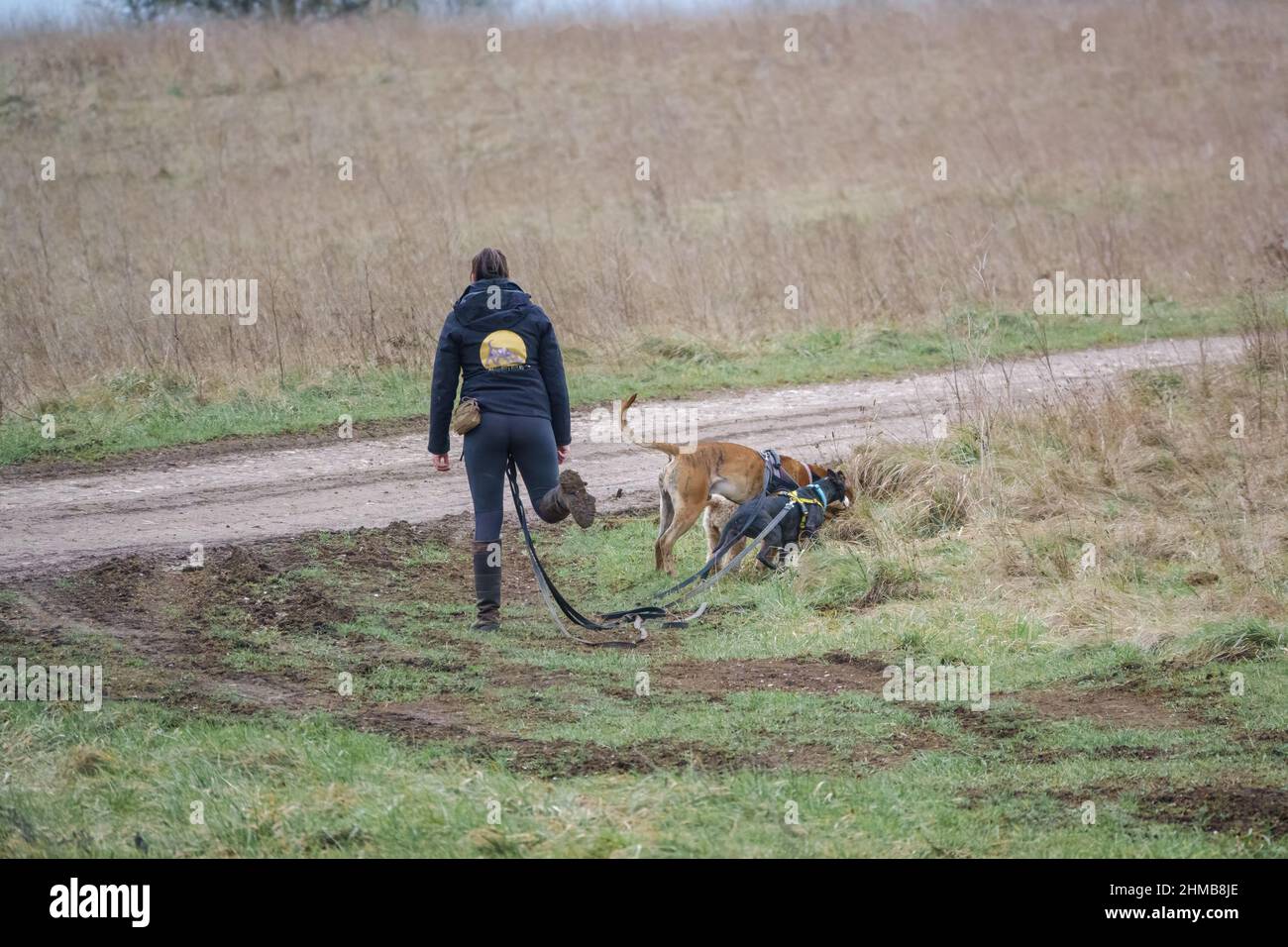 professional lady dog walker with three different dog breeds on leads ...