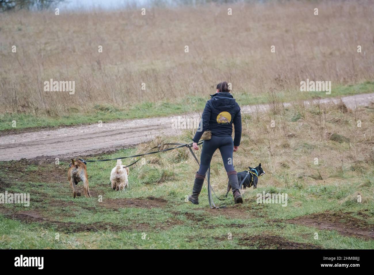 professional lady dog walker with three different dog breeds on leads ...