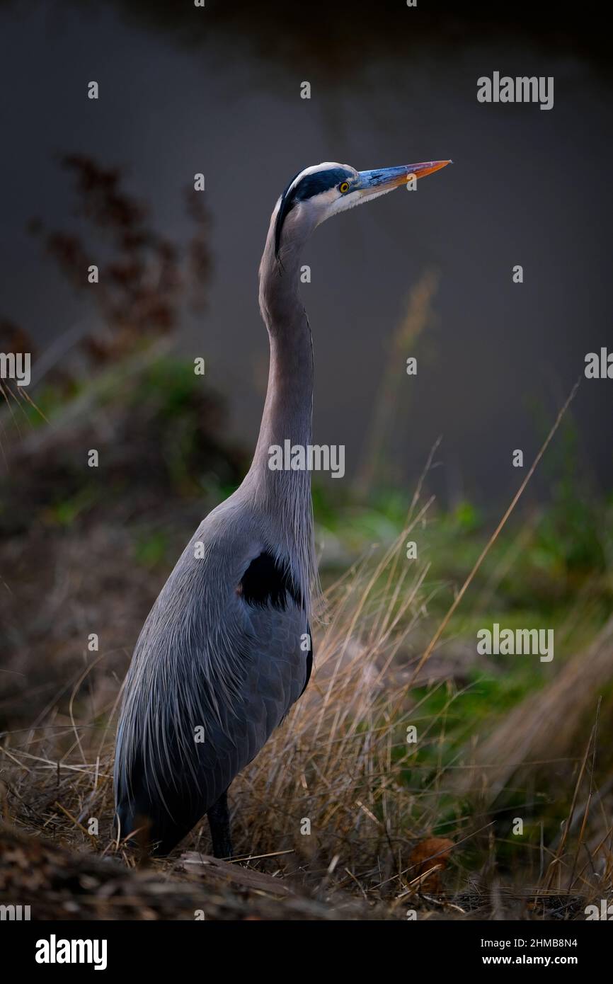 The Gray Heron - Ardea cinerea, large common gray heron from lakes and ...