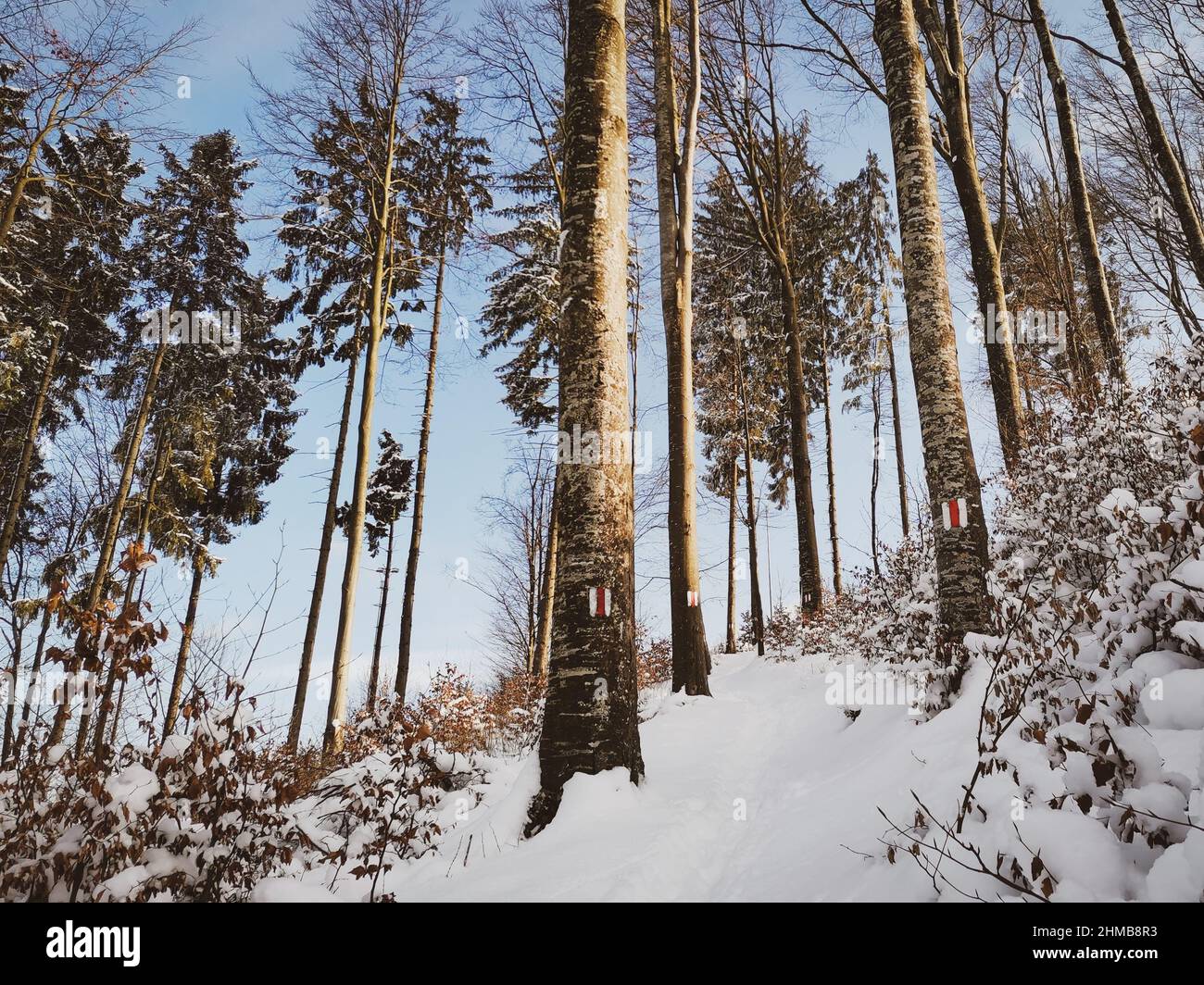 Beautiful landscape snowy forest in hi-res stock photography and images ...