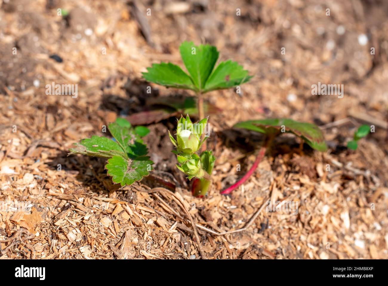 A young strawberry bush with a swollen flower bud. Reproduction and ...