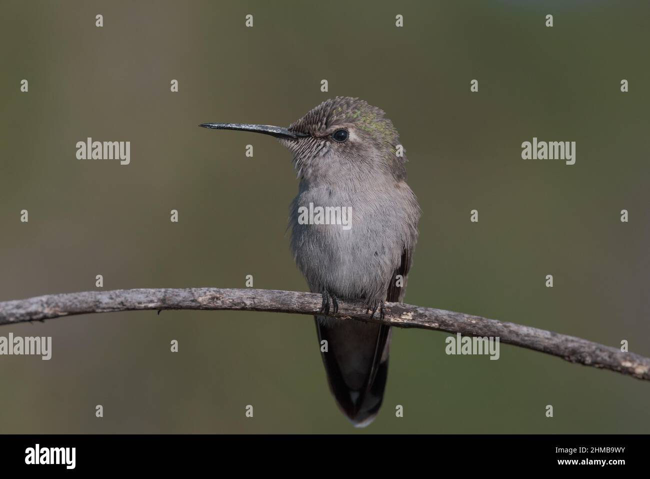Female anna hummingbird hi-res stock photography and images - Alamy