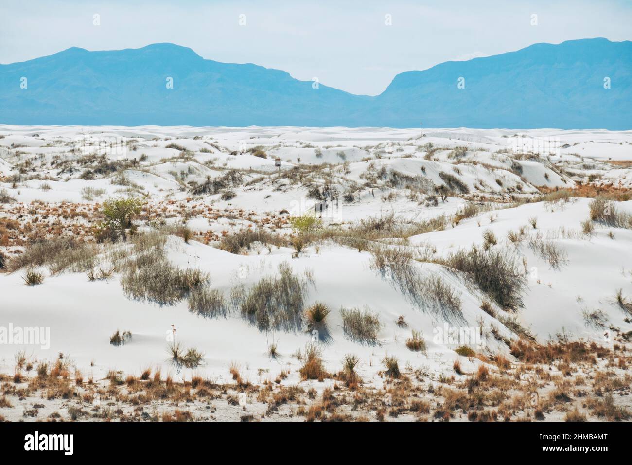 Tussock grass bursts through the gypsum sand dunes at White Sands ...