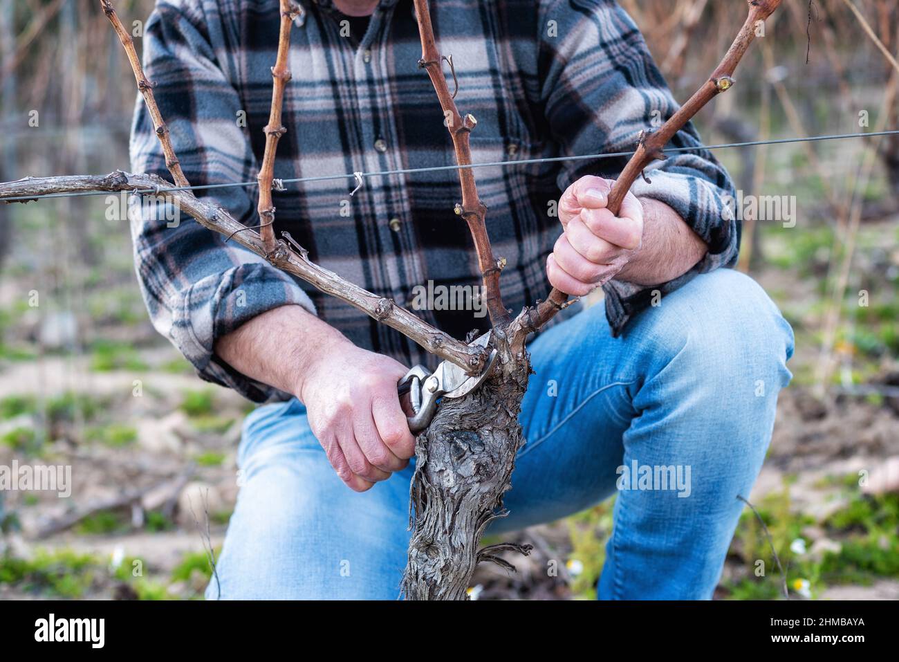 Close-up of a winegrower hand. Prune the vineyard with professional ...
