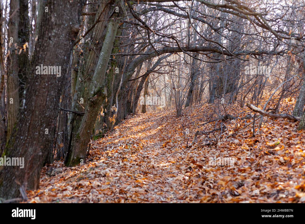 A path in the wood in early winter morning Stock Photo - Alamy