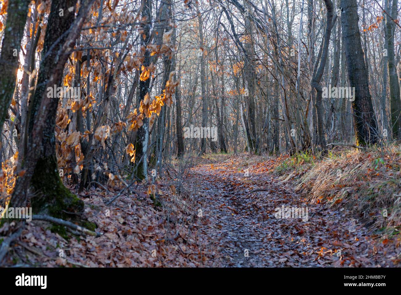A path in the wood in early winter morning Stock Photo - Alamy