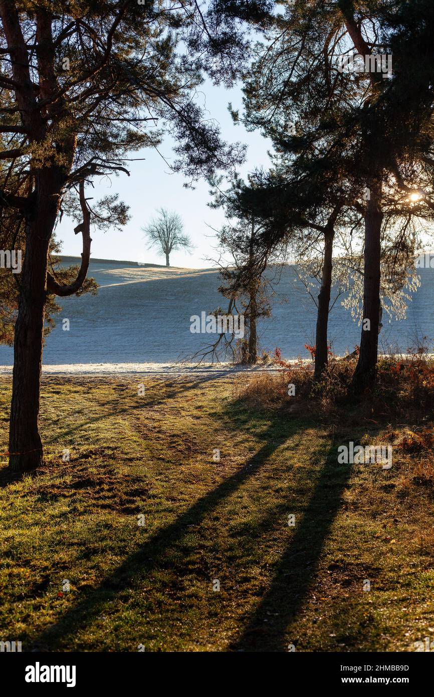 A path in the wood in early winter morning Stock Photo - Alamy