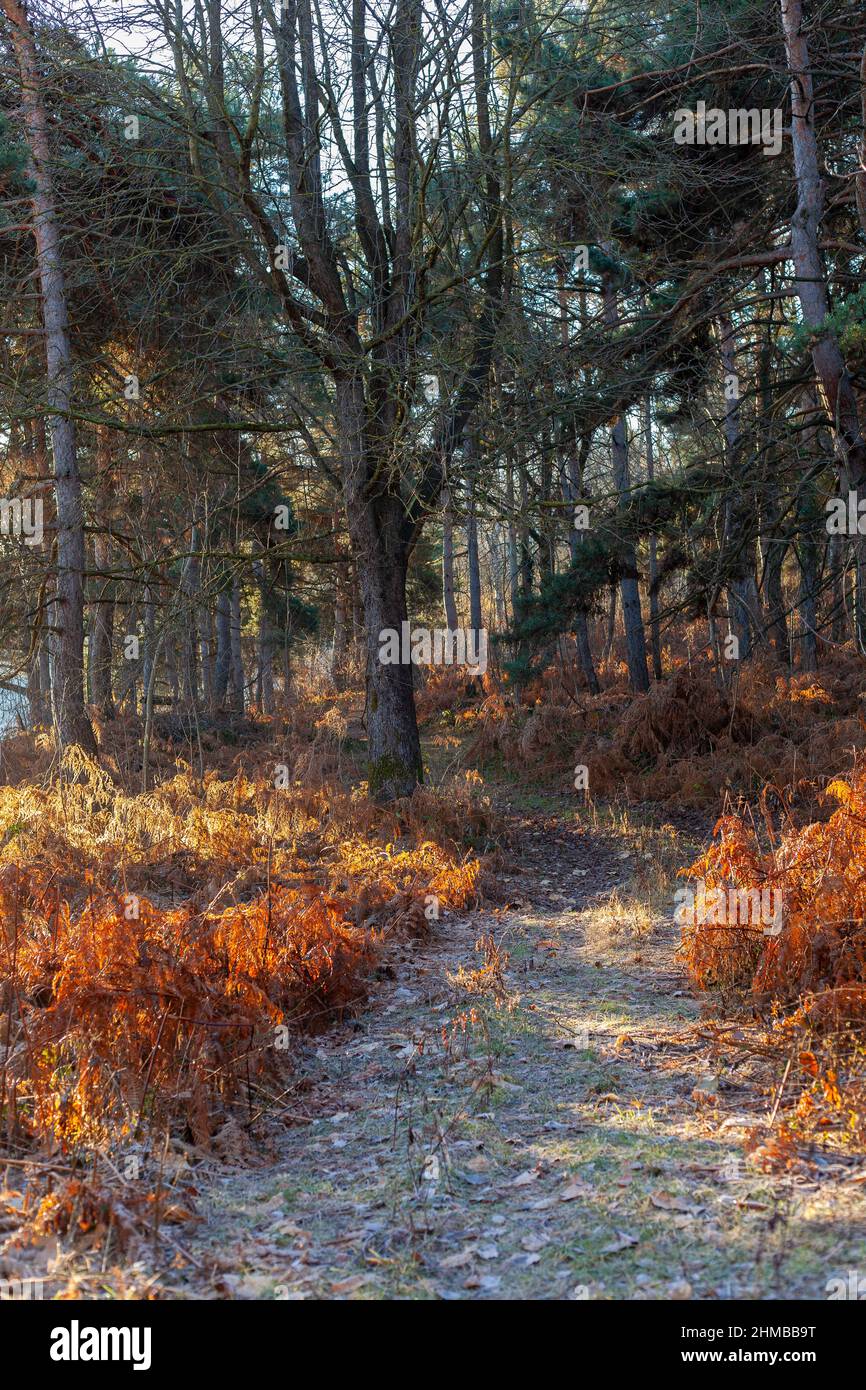 A path in the wood in early winter morning Stock Photo - Alamy