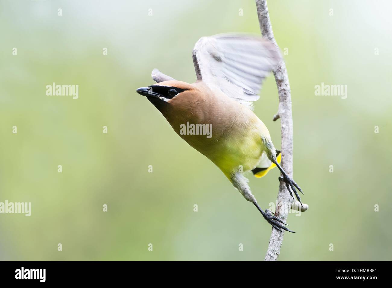 Flying waxwing hi-res stock photography and images - Alamy
