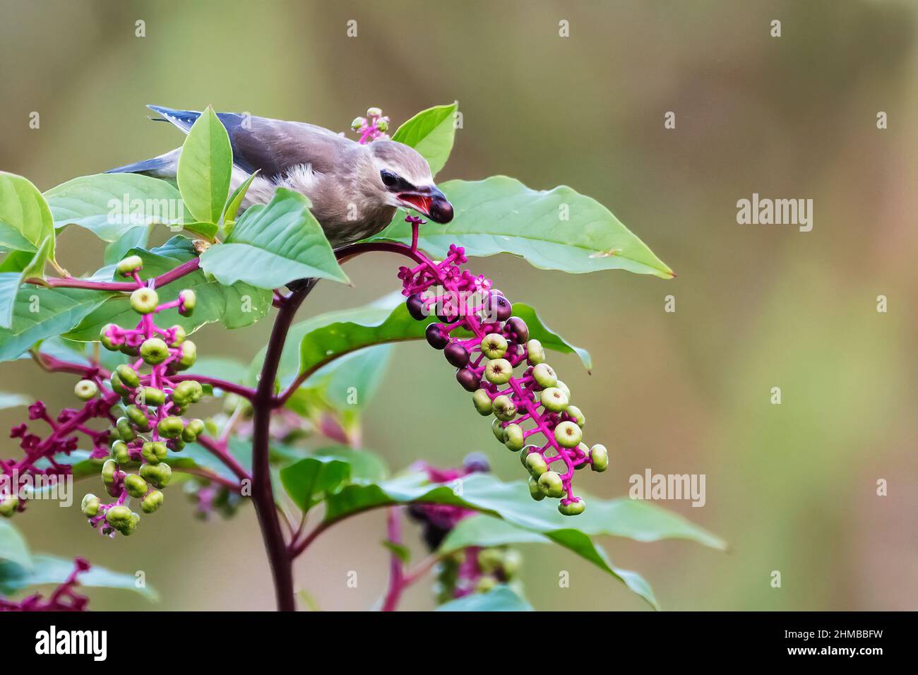 Pokeweed birds hi-res stock photography and images - Alamy