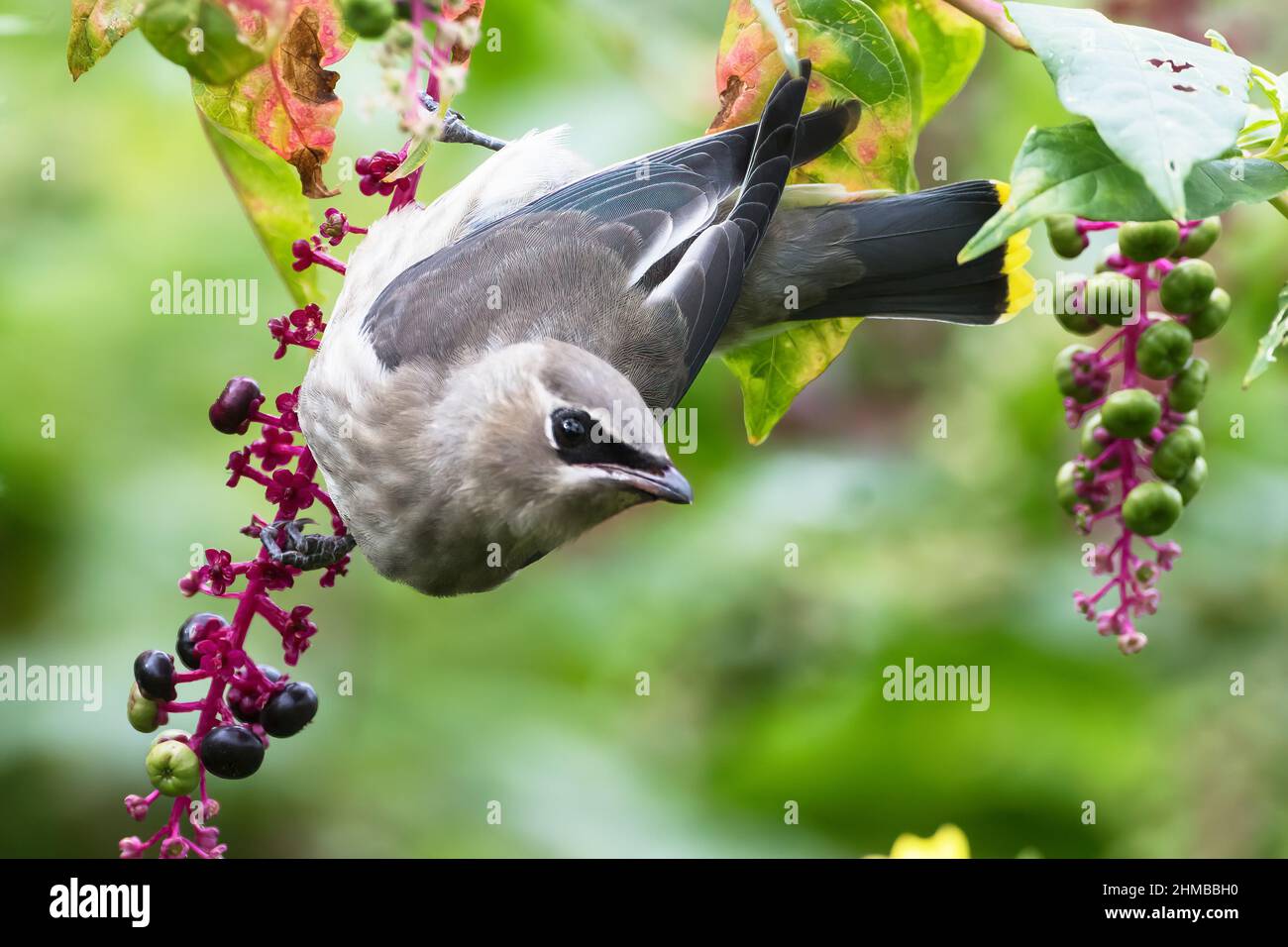 Pokeweed birds hi-res stock photography and images - Alamy