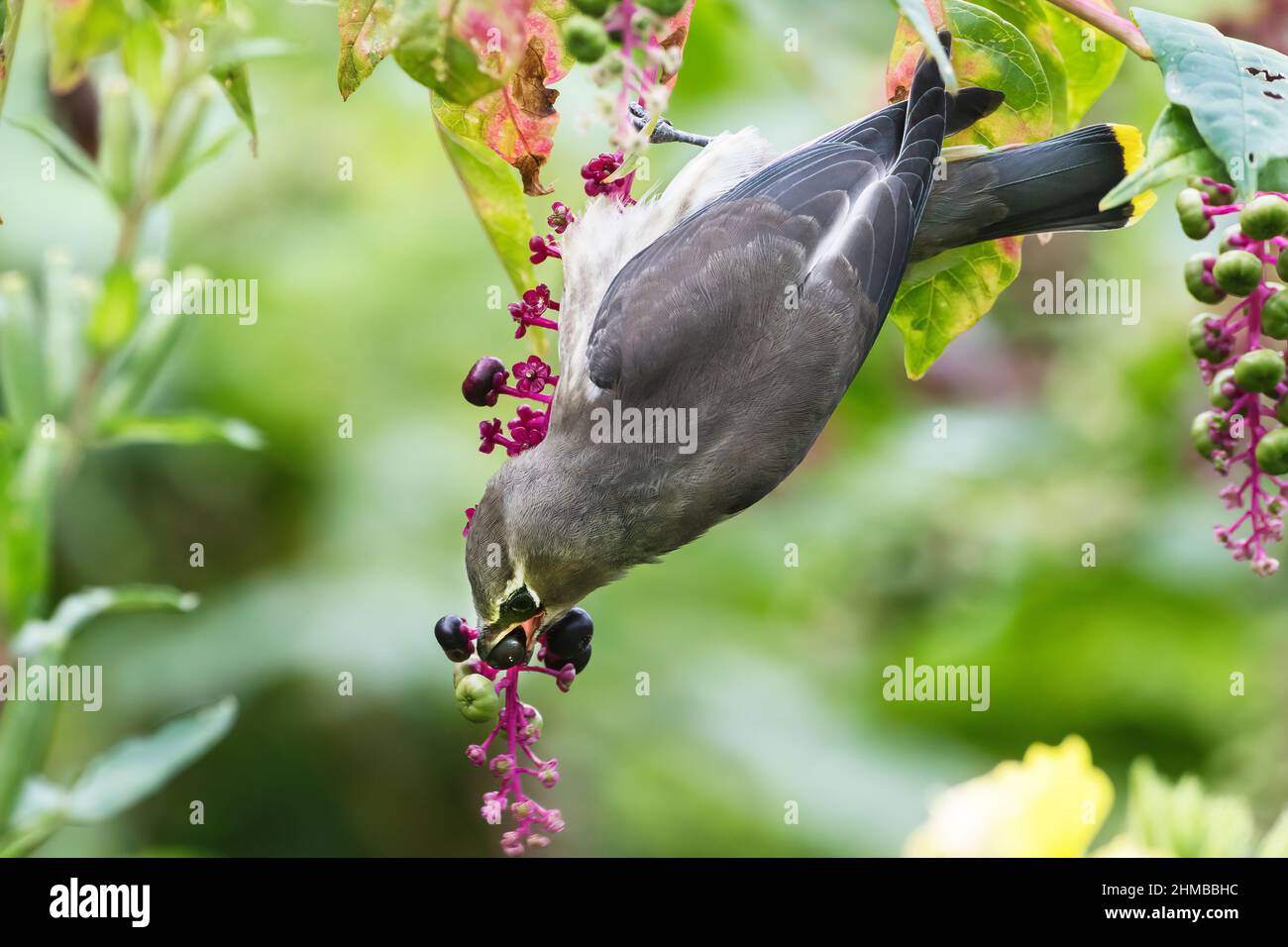 Pokeweed birds hi-res stock photography and images - Alamy