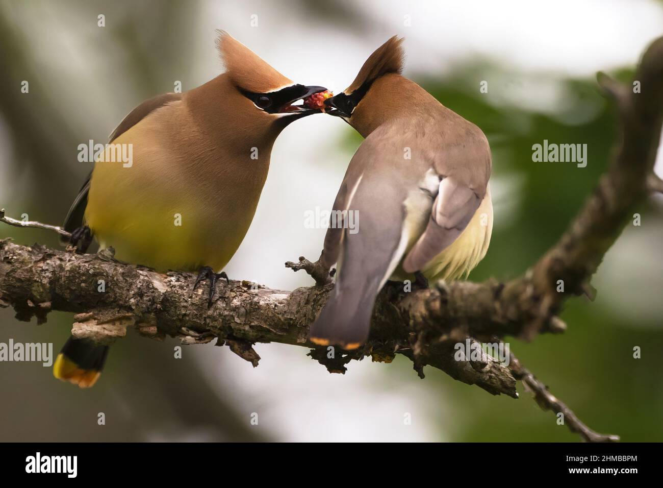 Courtship behavior birds hi-res stock photography and images - Alamy