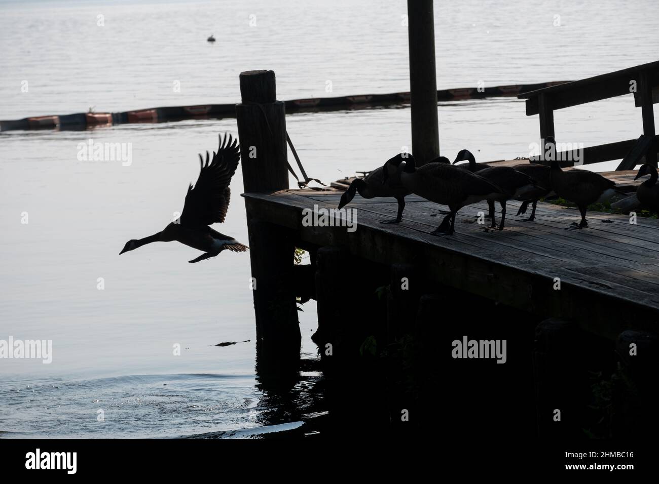 Geese Jumping into Water Stock Photo - Alamy