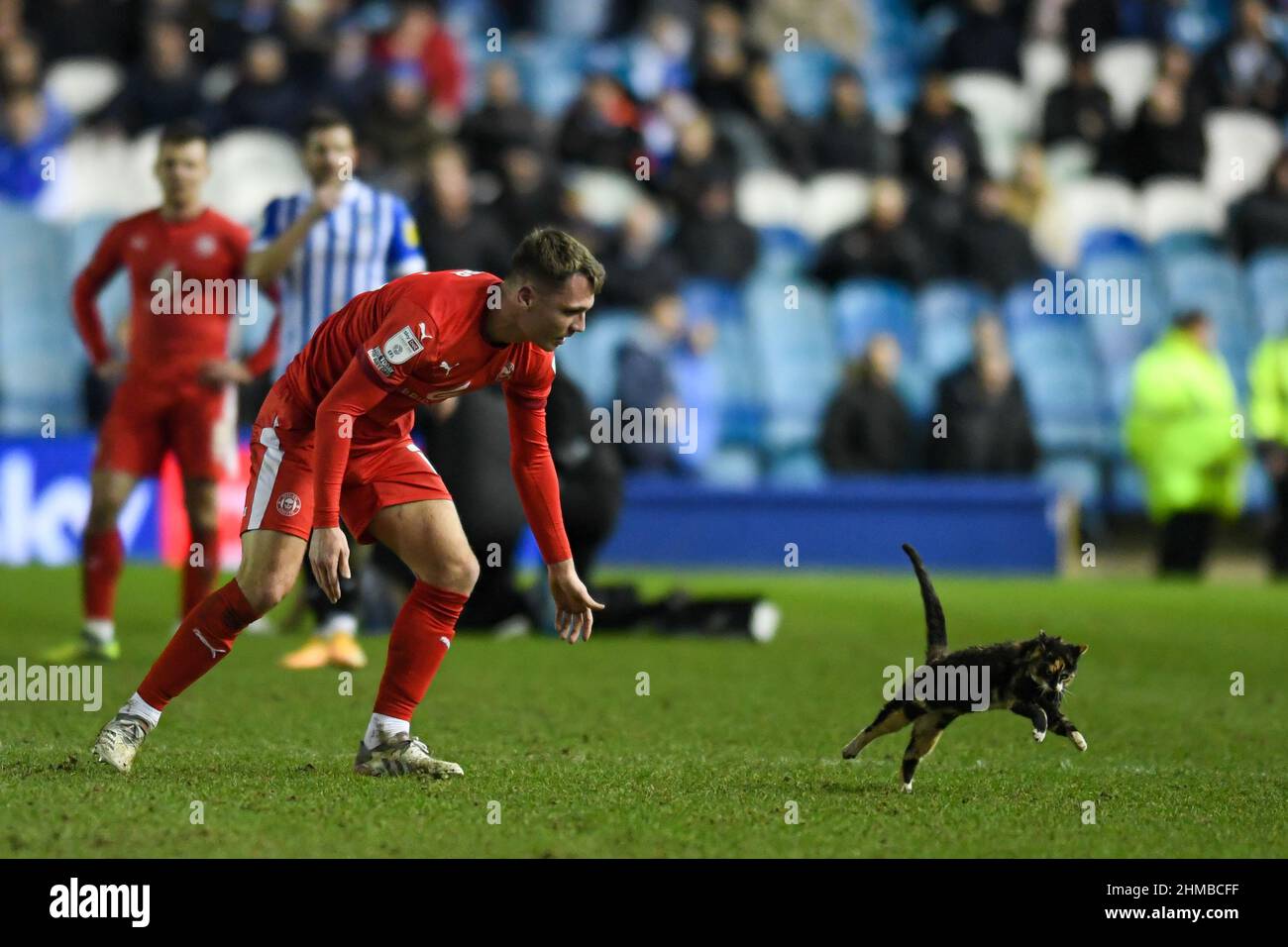 Jason Kerr #15 of Wigan Athletic attempts to collect a cat that has ...