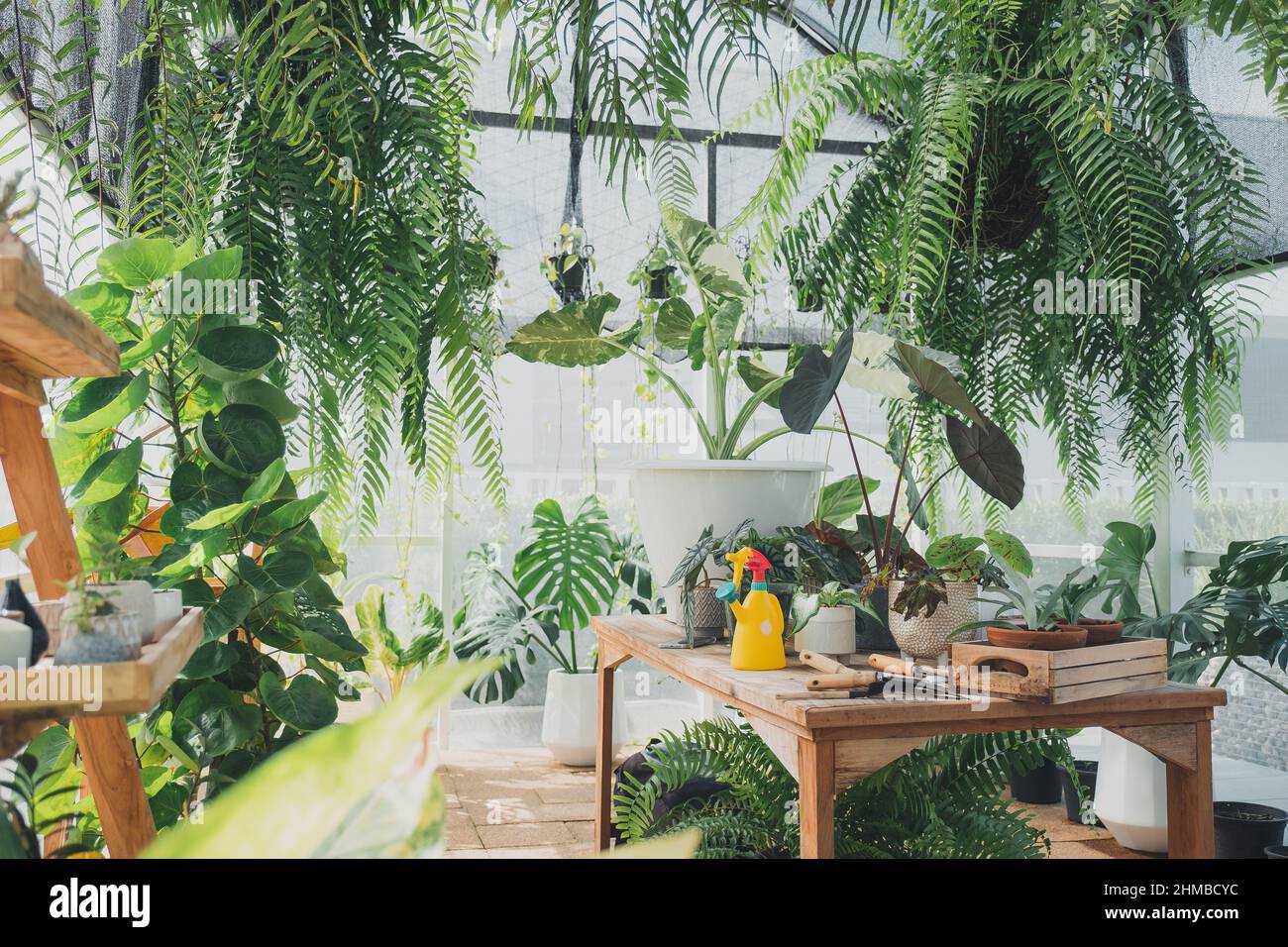 Beautiful interiors of a plant shop full of different plants Stock ...