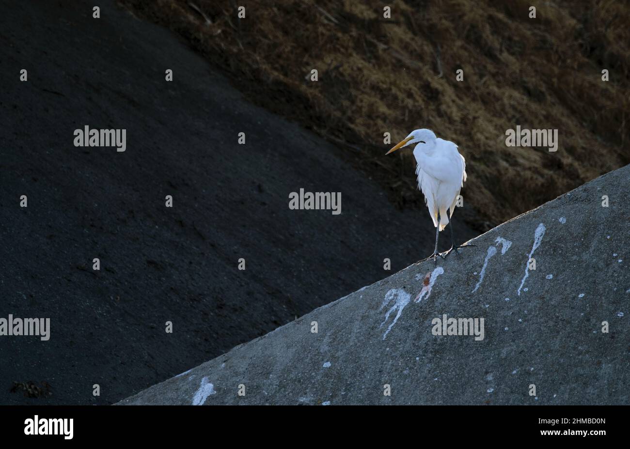 Great white egret standing on a ground Stock Photo - Alamy